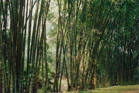 de Fabers in Indonesië